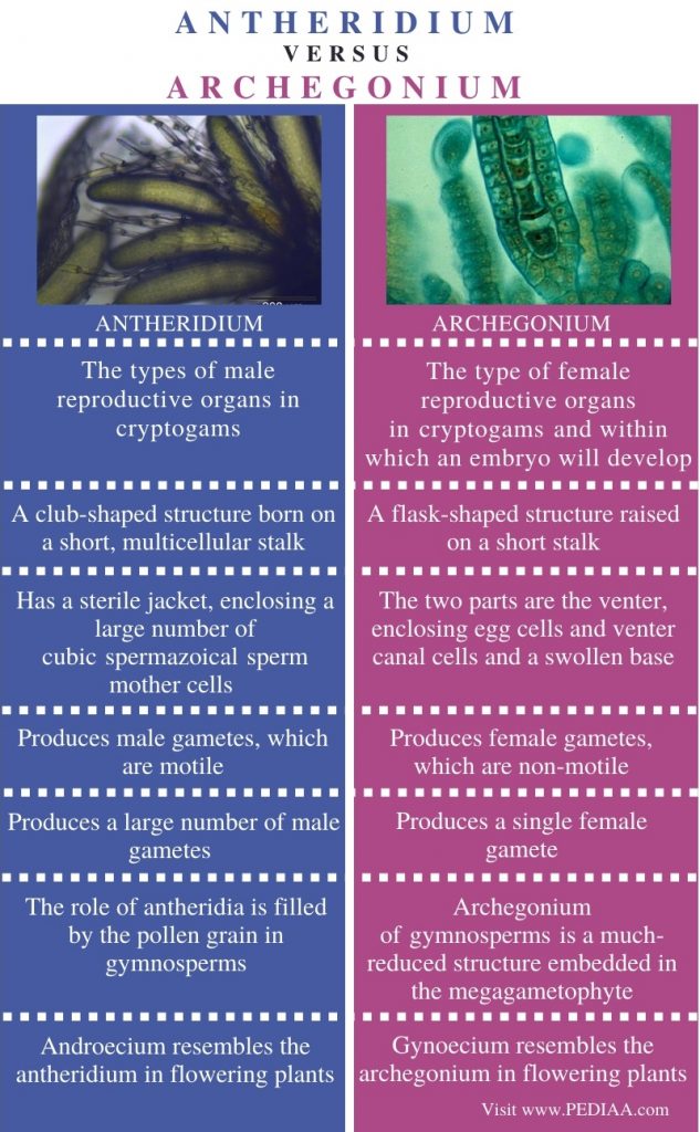 What is the Difference Between Antheridium and Archegonium - Pediaa.Com