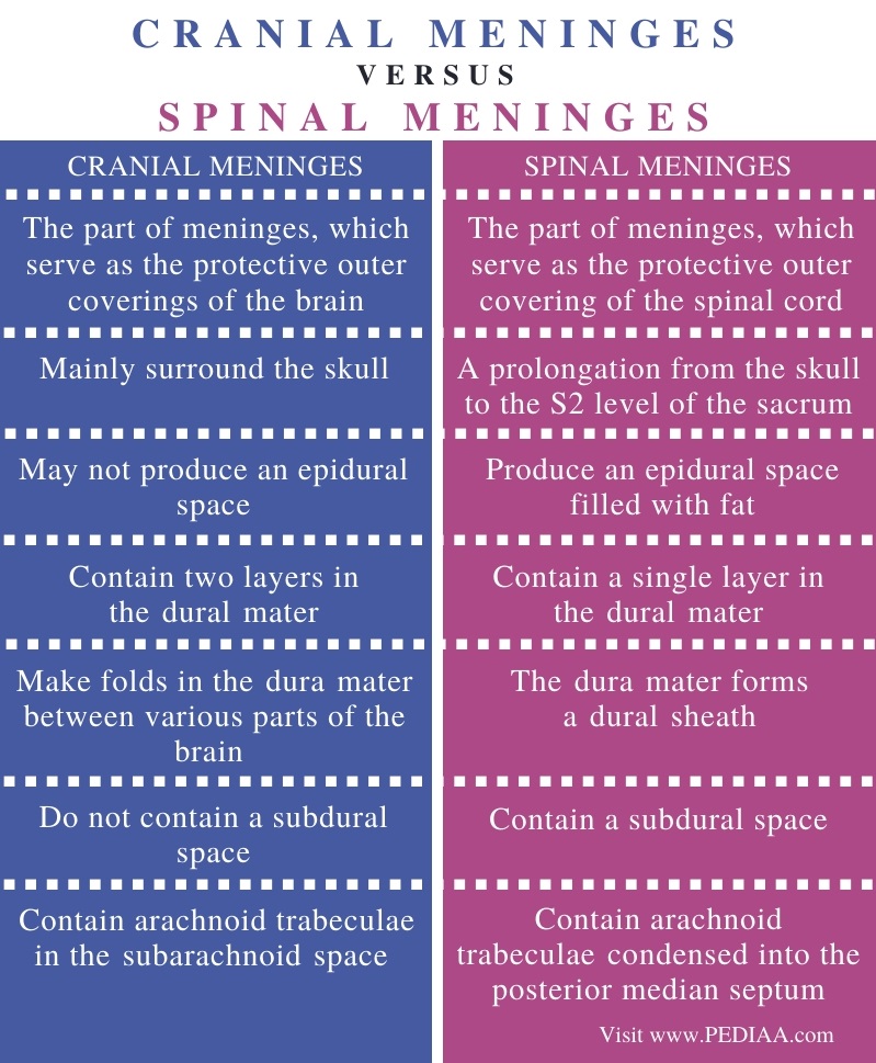 What is the Difference Between Cranial and Spinal Meninges - Pediaa.Com