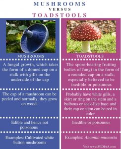 What is the Difference Between Mushrooms and Toadstools - Pediaa.Com