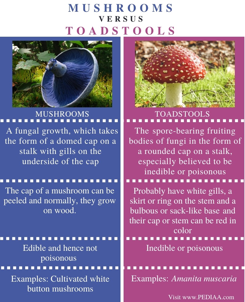 What Is The Difference Between Mushrooms And Toadstools Pediaa Com