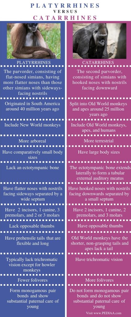 What is the Difference Between Platyrrhines and Catarrhines - Pediaa.Com