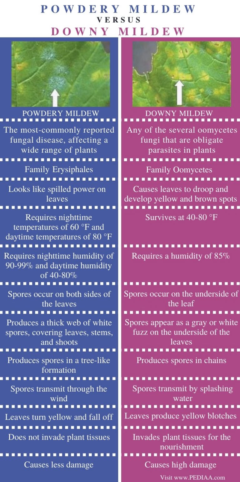 What is the Difference Between Powdery and Downy Mildew - Pediaa.Com