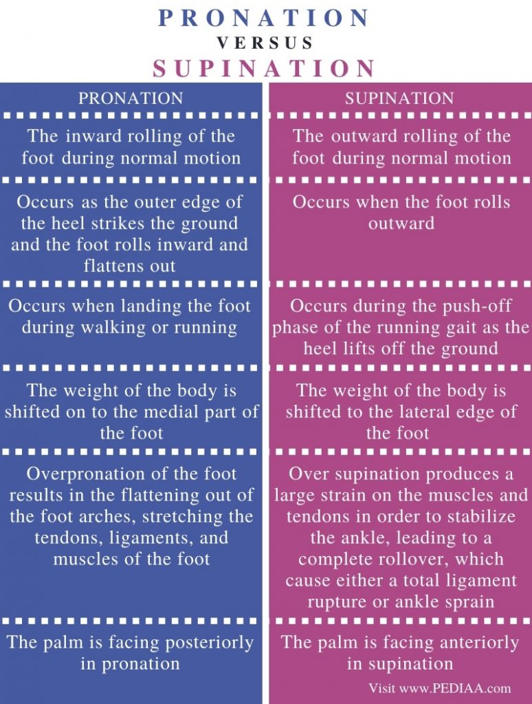 What is the Difference Between Pronation and Supination - Pediaa.Com
