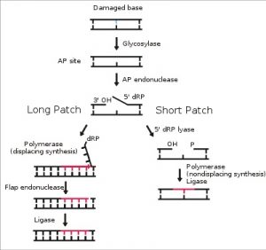 What is the Difference Between Base Excision Repair and Nucleotide ...