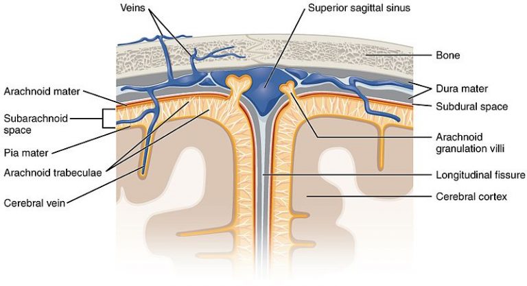 What is the Difference Between Cranial and Spinal Meninges - Pediaa.Com
