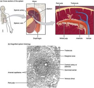 What is the Difference Between Pancreas and Spleen - Pediaa.Com