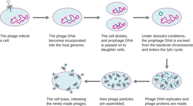 What is the Difference Between Prophage and Provirus - Pediaa.Com