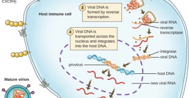 Biology Archives - Page 32 of 174 - Pediaa.Com