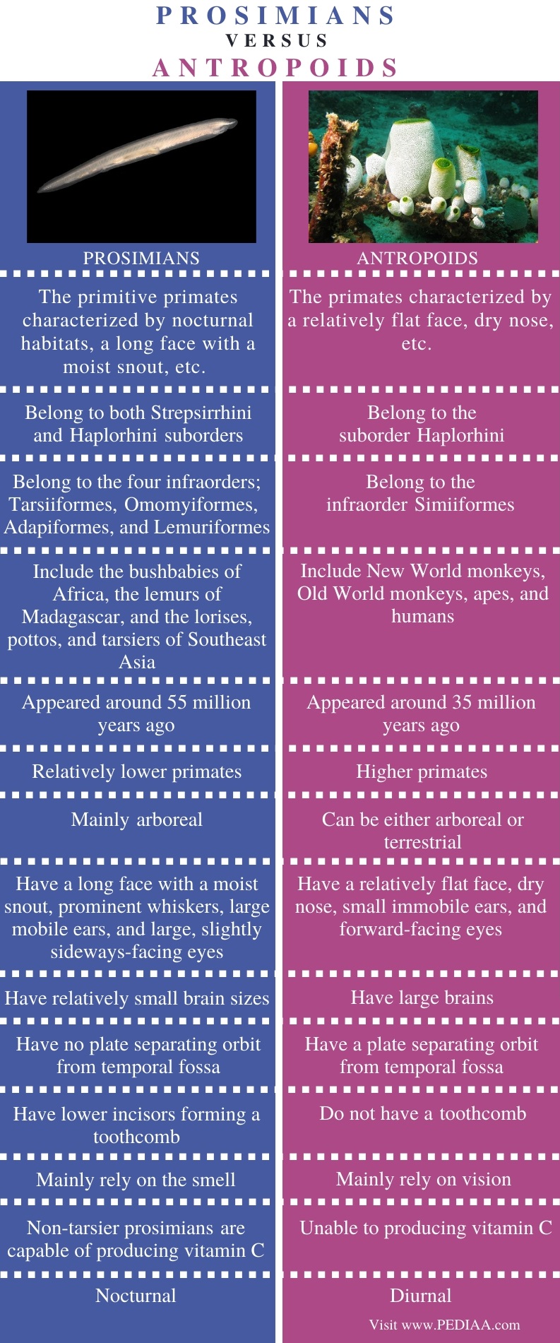 What is the Difference Between Prosimians and Anthropoids - Pediaa.Com