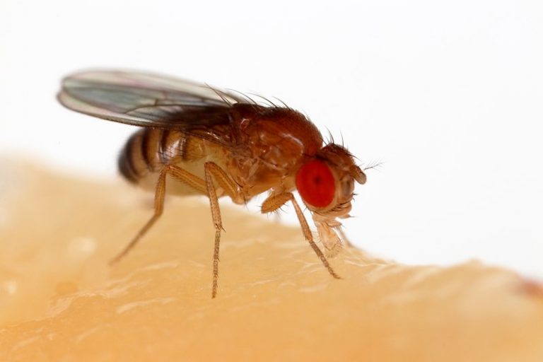 What is the Difference Between Male and Female Fruit Flies - Pediaa.Com