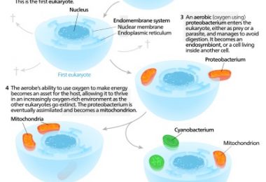 What is the Difference Between Primary and Secondary Endosymbiosis ...