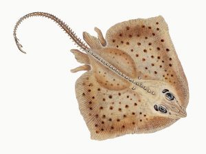 What is the Difference Between Skates and Rays - Pediaa.Com