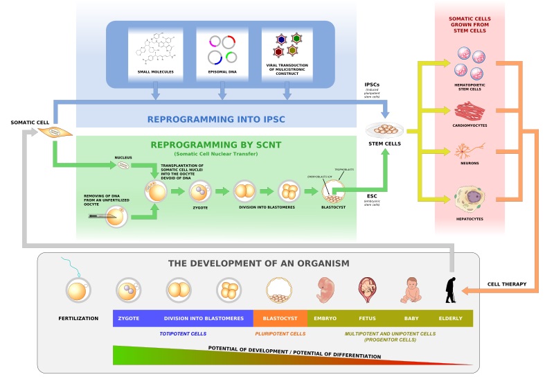 What is the Difference Between Therapeutic and Reproductive Cloning ... What is the Difference Between Therapeutic and Reproductive Cloning ...