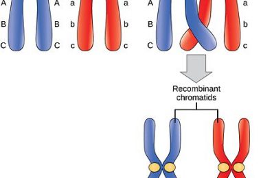 Difference Between Bivalent and Tetrad | Definition, Formation, Comparison