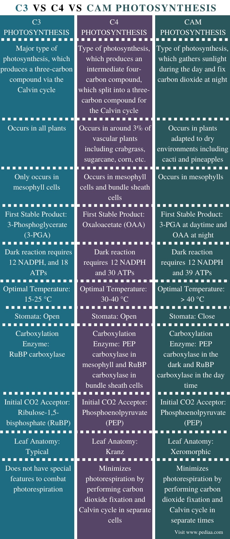 What Is The Difference Between C3 C4 And CAM Photosynthesis Pediaa Com