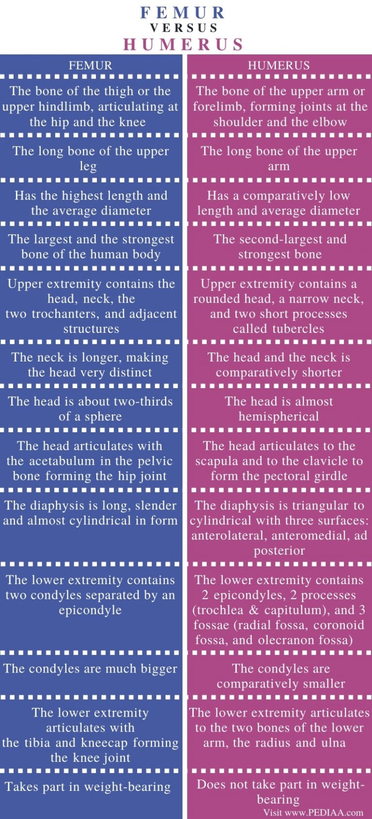 What is the Difference Between Femur and Humerus - Pediaa.Com