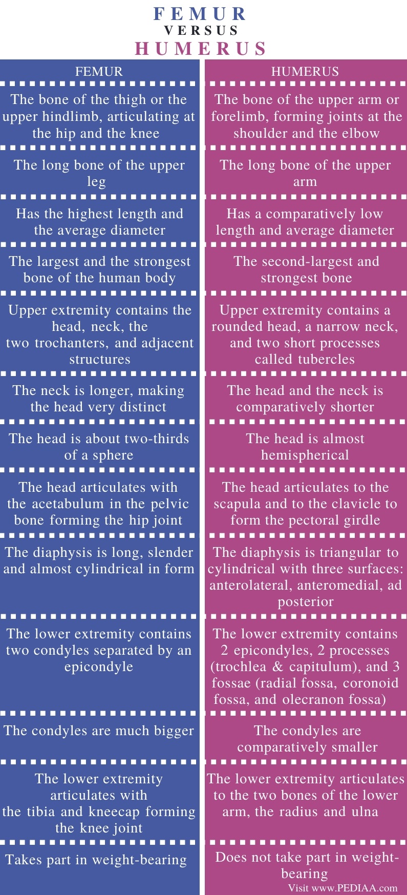 What is the Difference Between Femur and Humerus - Pediaa.Com