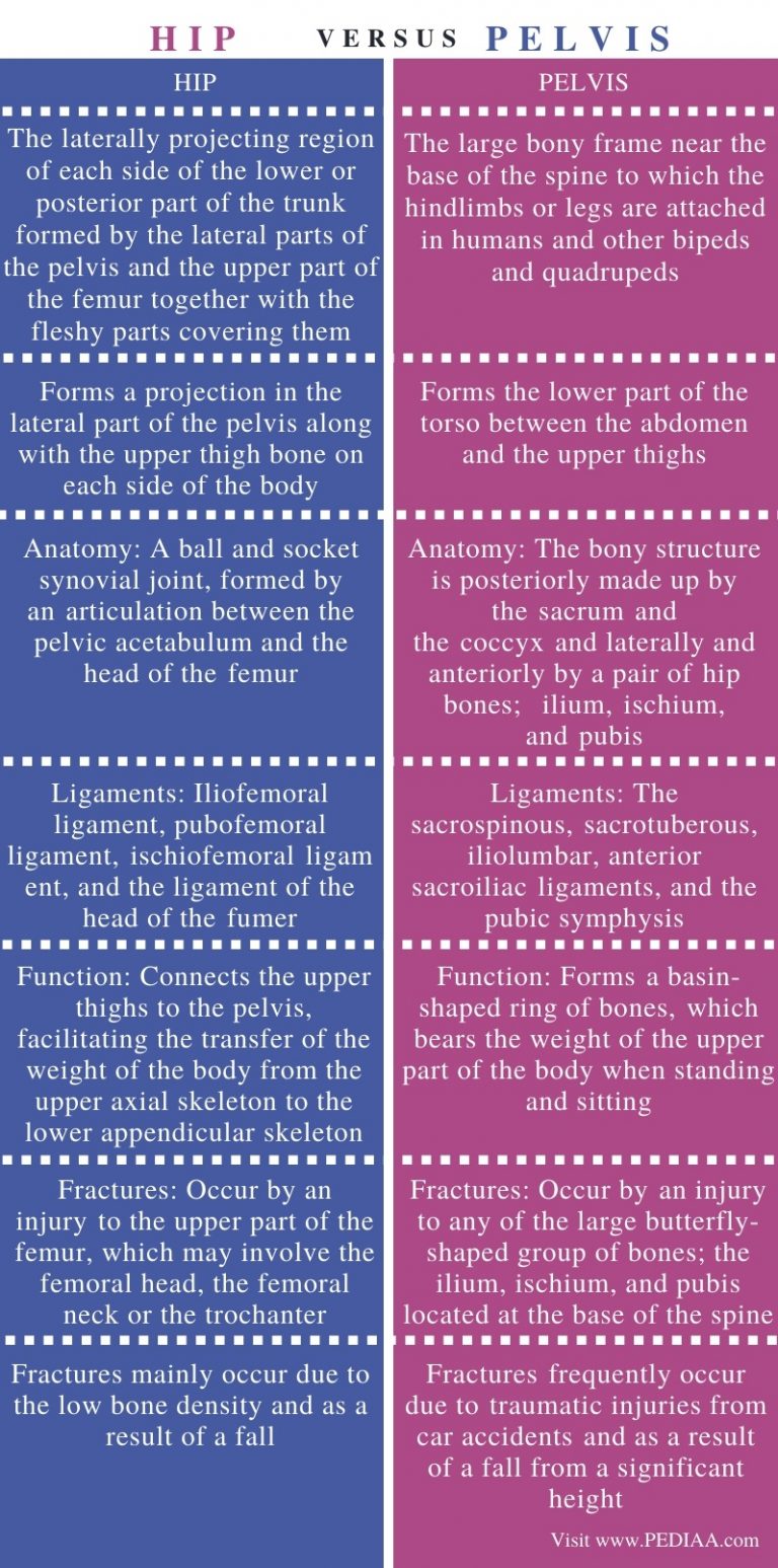 What is the Difference Between Hip and Pelvis - Pediaa.Com