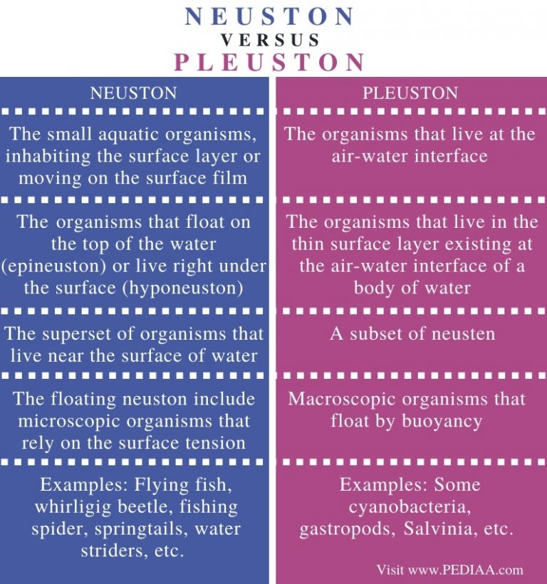 What is the Difference Between Neuston and Pleuston - Pediaa.Com
