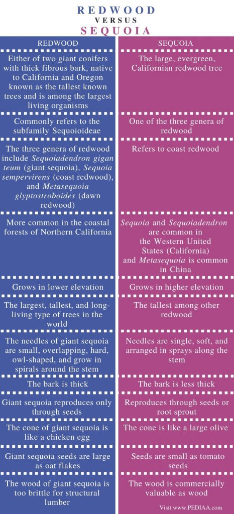 What is the Difference Between Redwood and Sequoia - Pediaa.Com