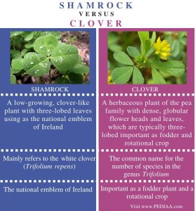 What is the Difference Between Shamrock and Clover - Pediaa.Com