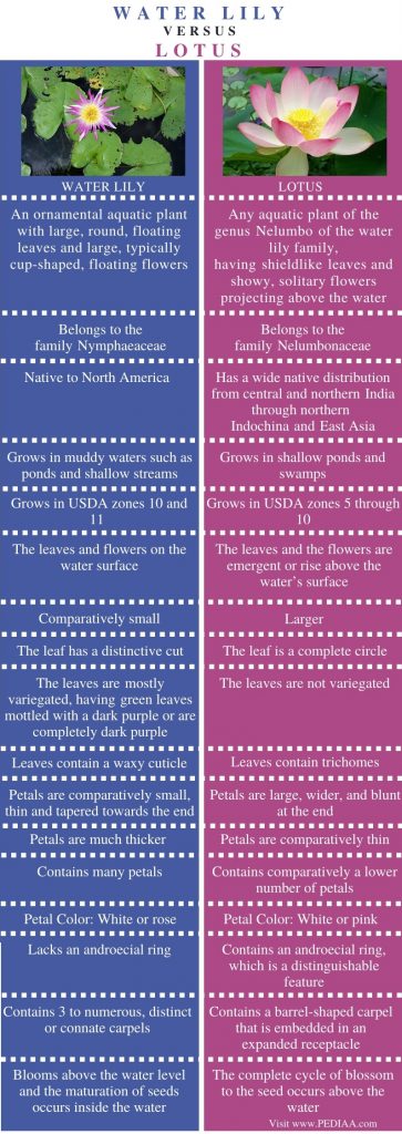 What is the Difference Between Water Lily and Lotus - Pediaa.Com