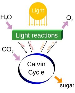 What is the Difference Between C3 C4 and CAM Photosynthesis - Pediaa.Com