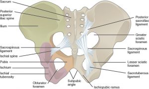 What is the Difference Between Hip and Pelvis - Pediaa.Com