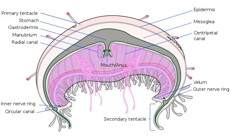 What is the Difference Between Mesoglea in Cnidarians and Mesohyl in ...