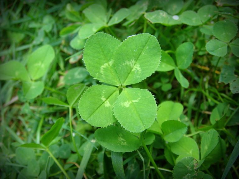 What is the Difference Between Shamrock and Clover - Pediaa.Com