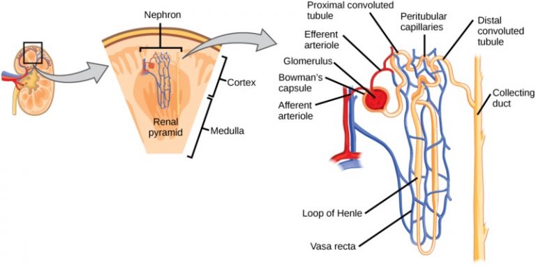 What is the Difference Between Vasa Recta and Peritubular Capillaries - Pediaa.Com