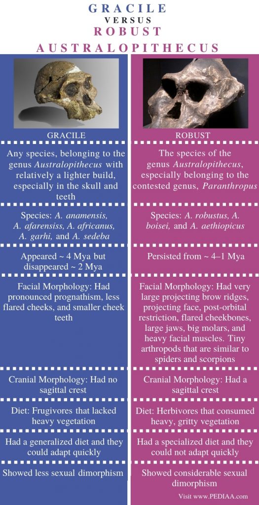 What is the Difference Between Gracile and Robust - Pediaa.Com