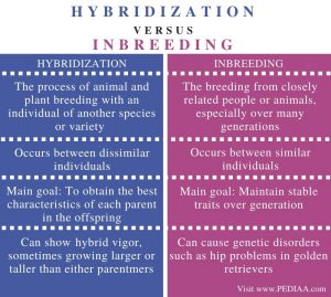 What is the Difference Between Hybridization and Inbreeding - Pediaa.Com