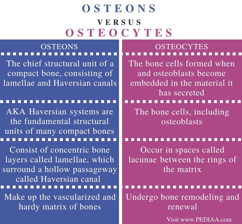 What is the Difference Between Osteons and Osteocytes - Pediaa.Com