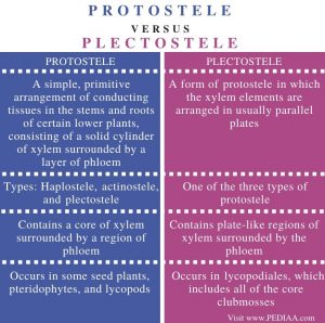 What is the Difference Between Protostele and Plectostele - Pediaa.Com