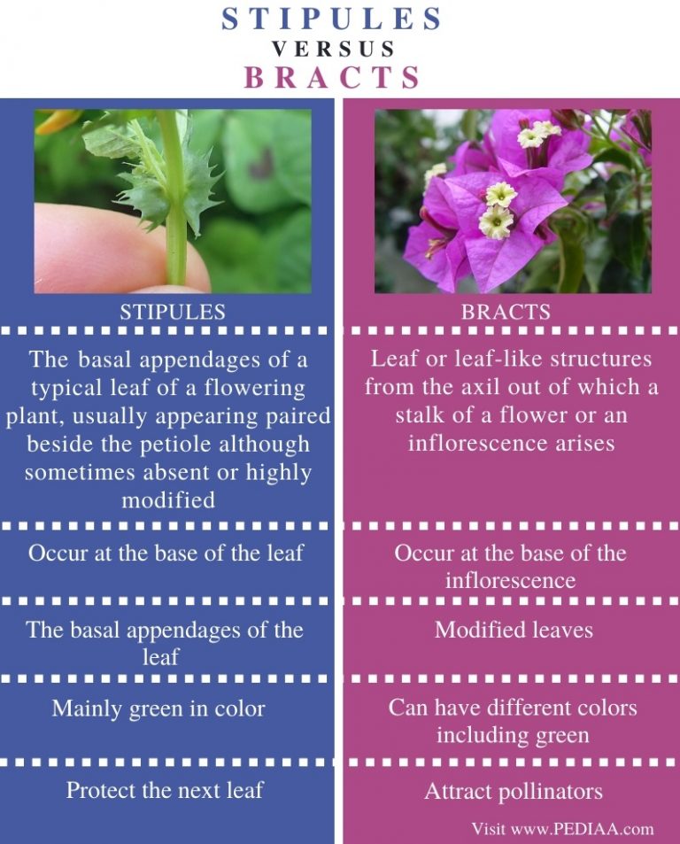 What is the Difference Between Stipules and Bracts - Pediaa.Com