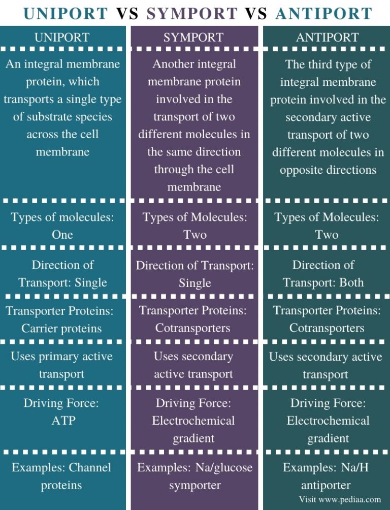 What is the Difference Between Uniport Symport and Antiport - Pediaa.Com