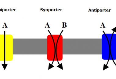 Difference Between Facilitated Diffusion and Active Transport ...