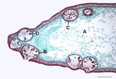 What is the Difference Between Testa and Tegmen - Pediaa.Com