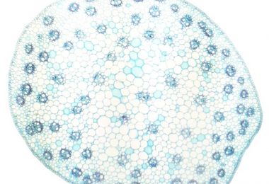 What is the Difference Between Testa and Tegmen - Pediaa.Com