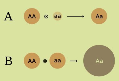 Difference Between Inbreeding and Interbreeding | Definition, Selfing ...