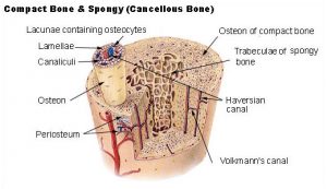 What is the Difference Between Osteons and Osteocytes - Pediaa.Com