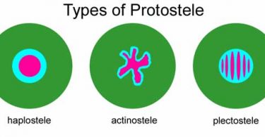 Pediaa.Com - Page 84 of 626 - Know about Anything