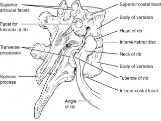 What is the Difference Between Tuberosity and Tubercle - Pediaa.Com