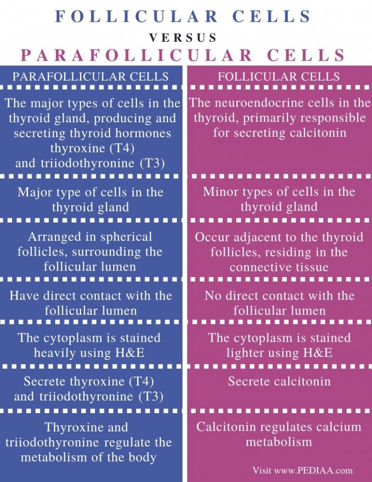 What is the Difference Between Follicular and Parafollicular Cells - Pediaa.Com
