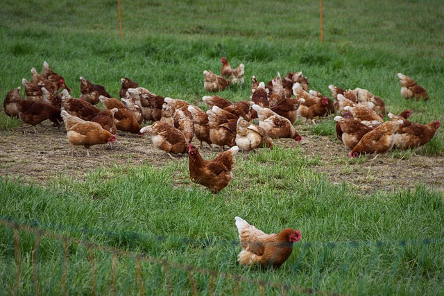 What is the Difference Between Free Range and Cage Free Eggs - Pediaa.Com