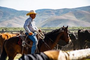 What is the Difference Between Cowboy and Wrangler - Pediaa.Com