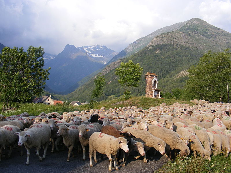 What Is The Difference Between Transhumance And Nomadic Pastoralism