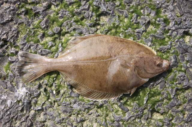 What is the Difference Between Flounder and Halibut - Pediaa.Com