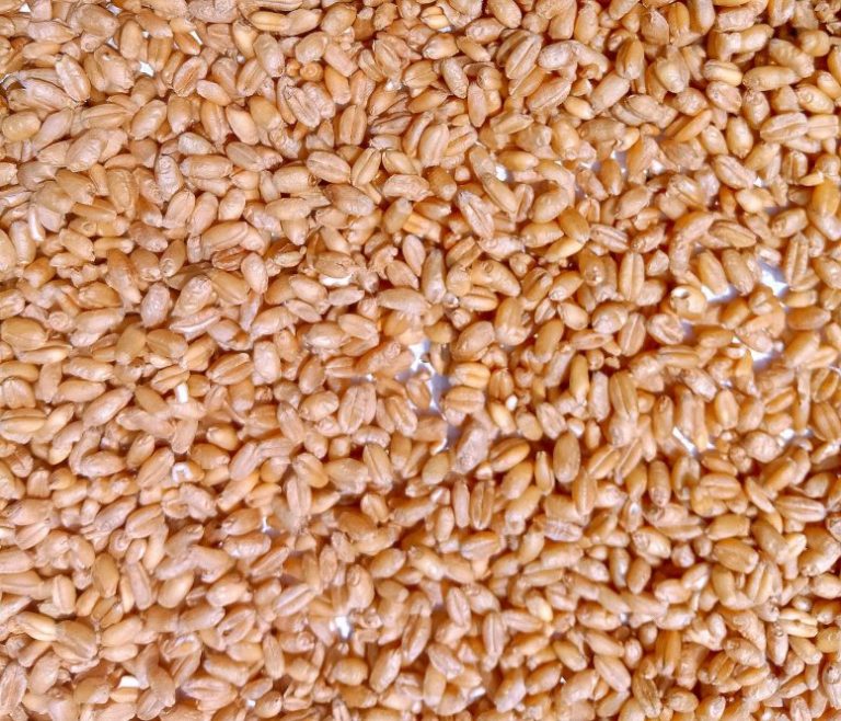 What is the Difference Between Pearl and Hulled Barley - Pediaa.Com